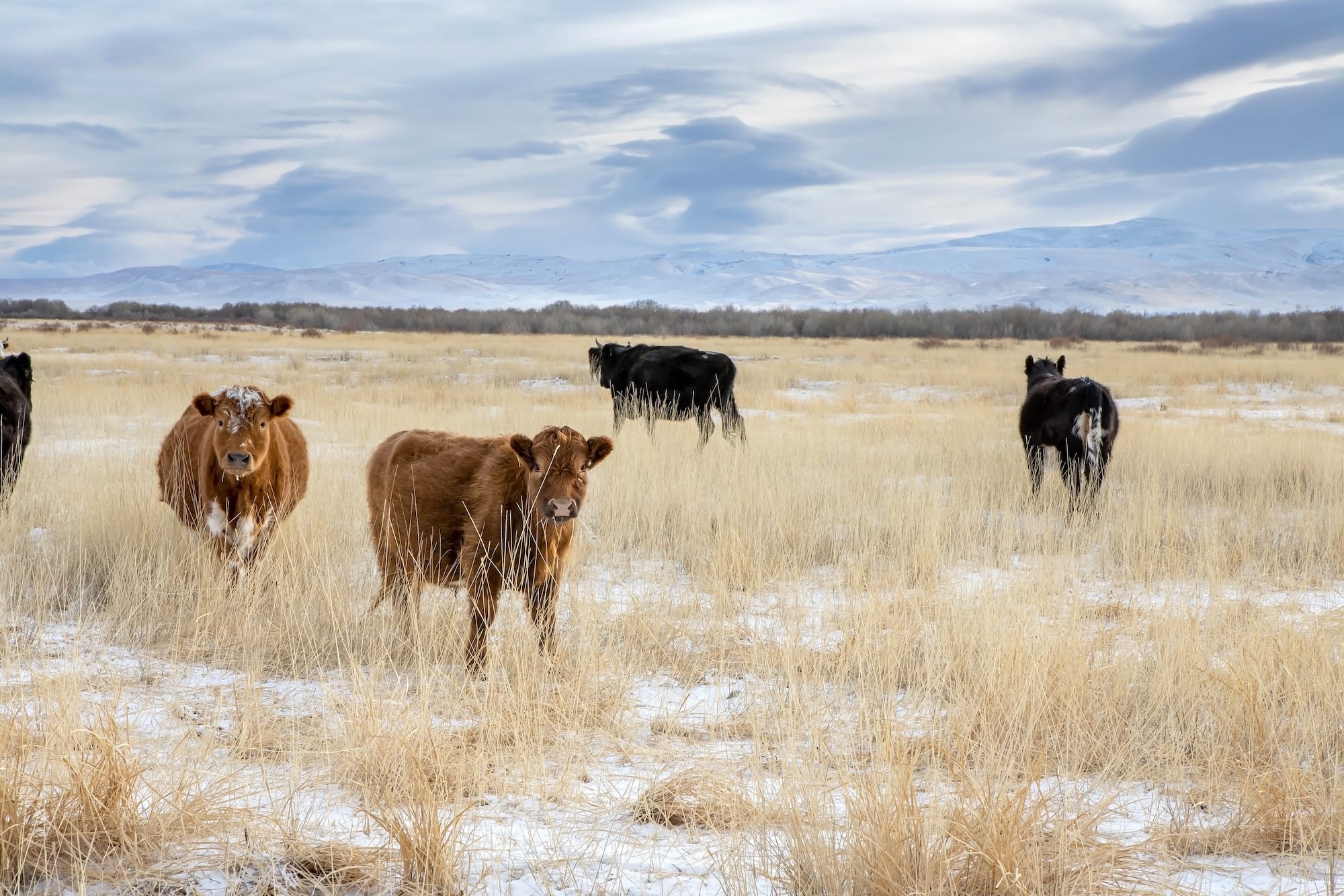 5 Cool Tips for Winter Grazing