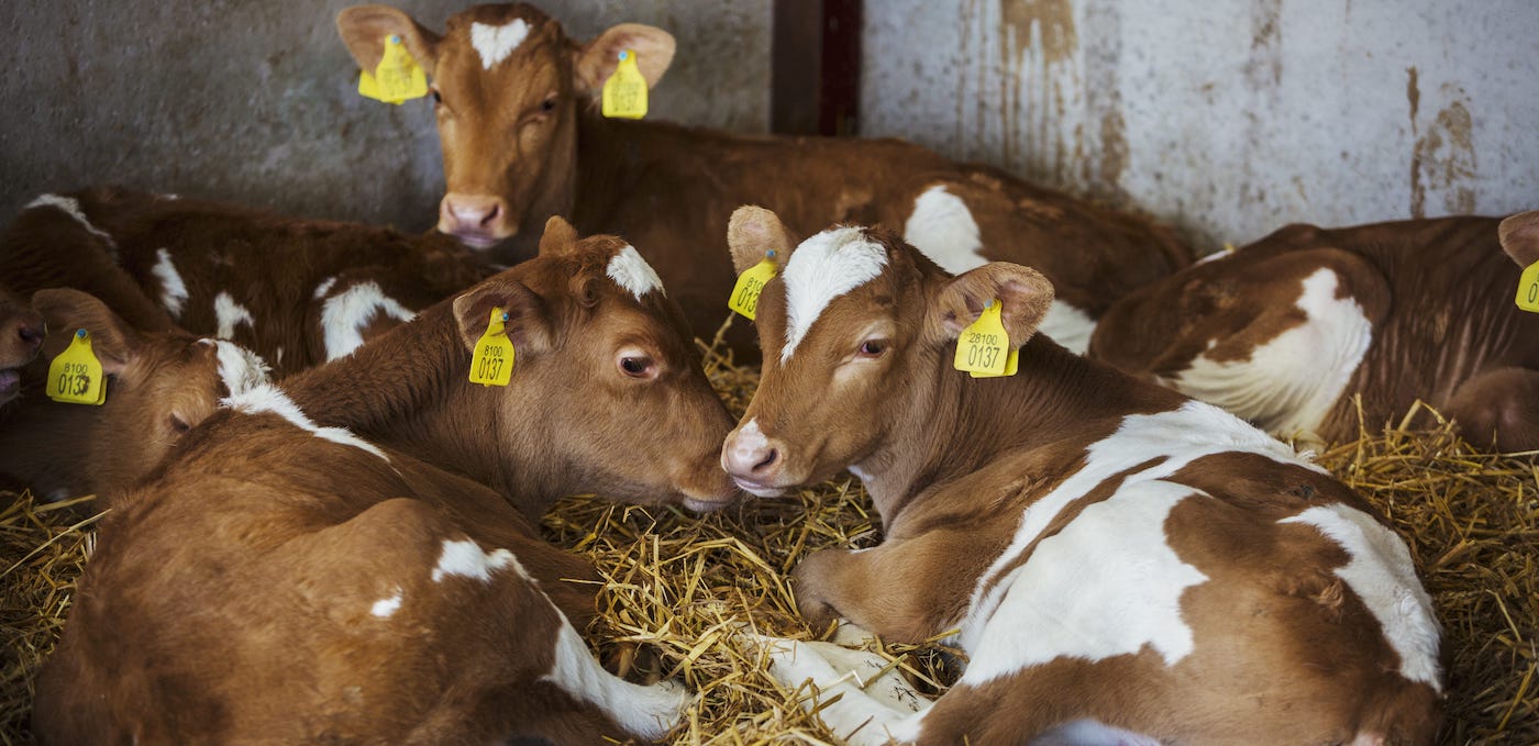 Calving during the growing season