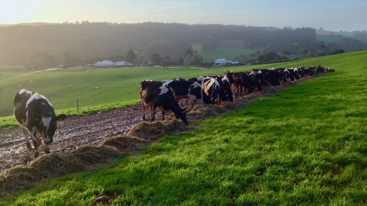 Grazing tips for winter conditions: "wait, you feed out on the road?"