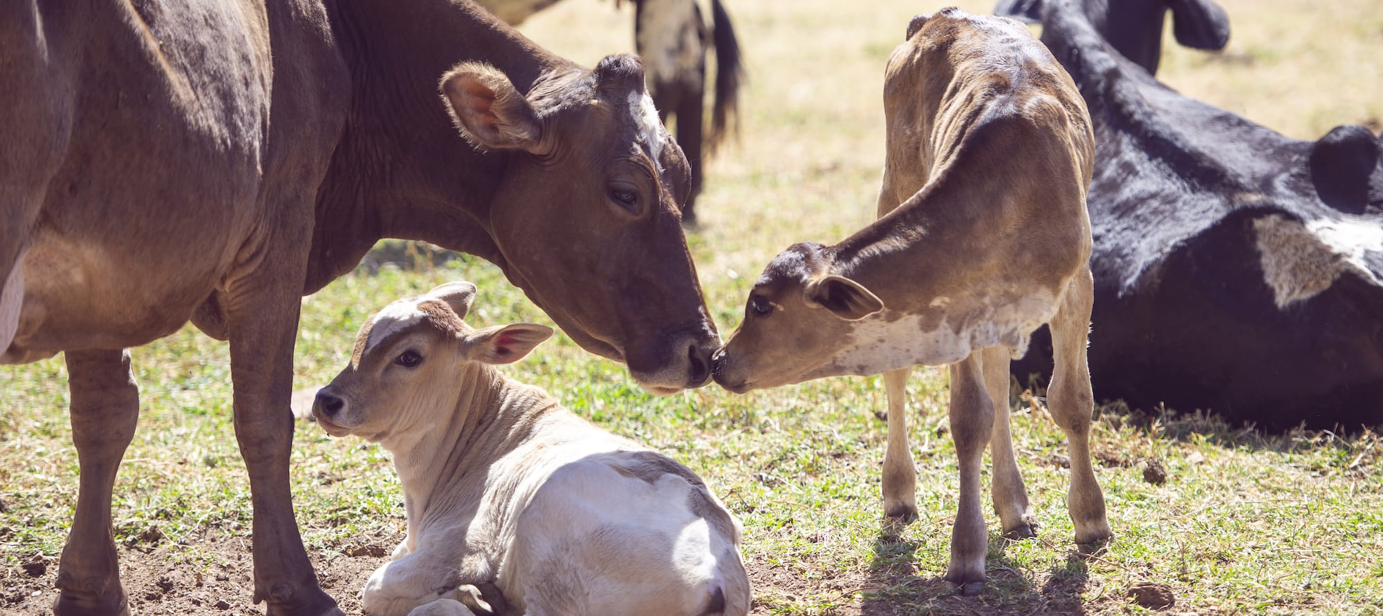 Recovering from a drought – II