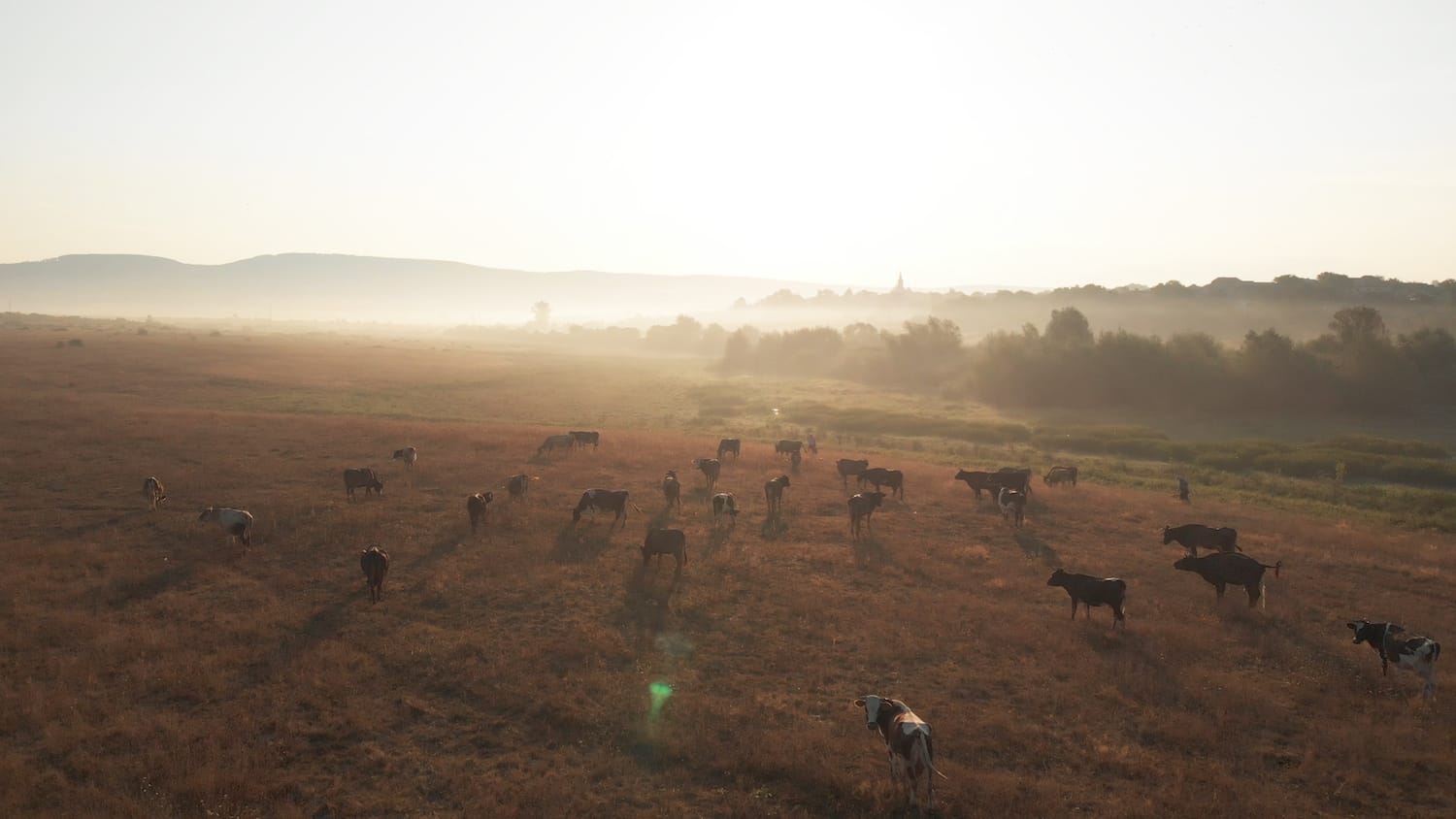 How to manage pasture in dry weather