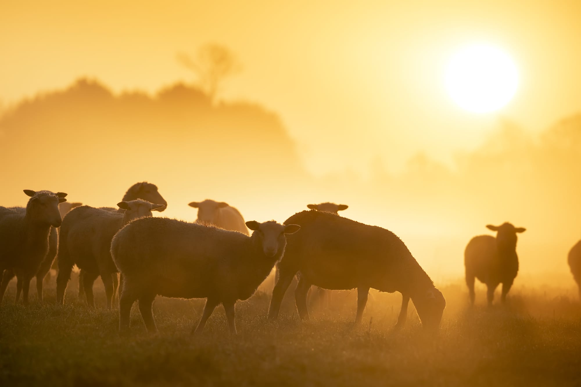 Pasture Grazing Management