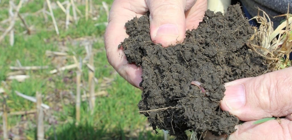 Your Guide to Soil Testing on a Dairy Farm