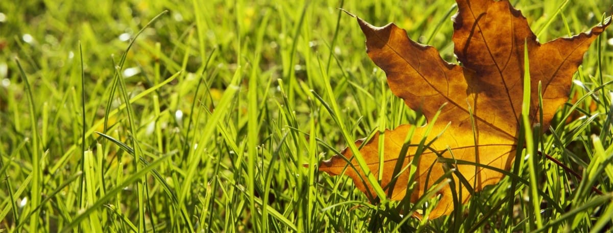 How to Manage Your Pasture By Seasons