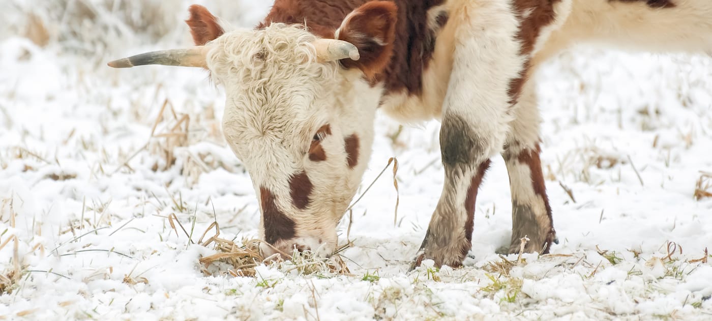 How to make sure your pasture and cattle complement each other in winter