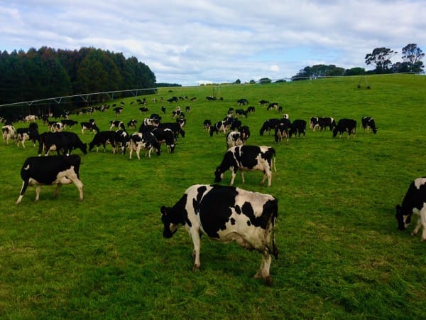 Pasture Management