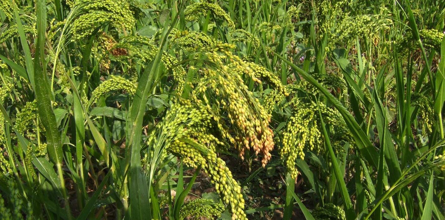 Sorghum-sudangrass: the sunny summer cocktail that every farmer's talking about!