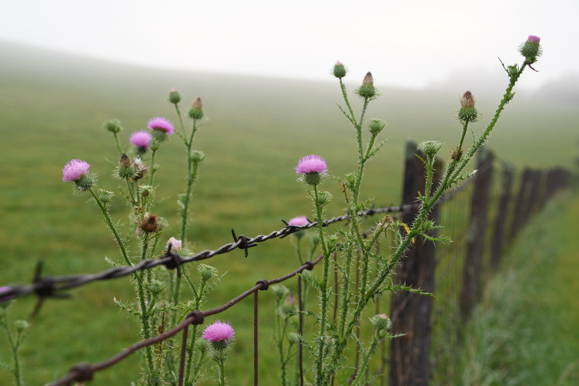 Weed Control Methods: Which Best Suits You?