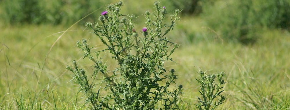 Weed Control Methods: Which Best Suits You?