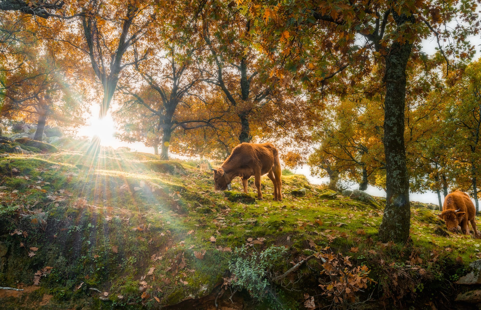Pasture Grazing Management